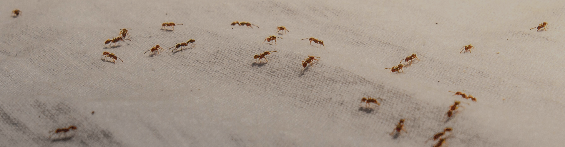 Ant Control Green Solutions Pest Control